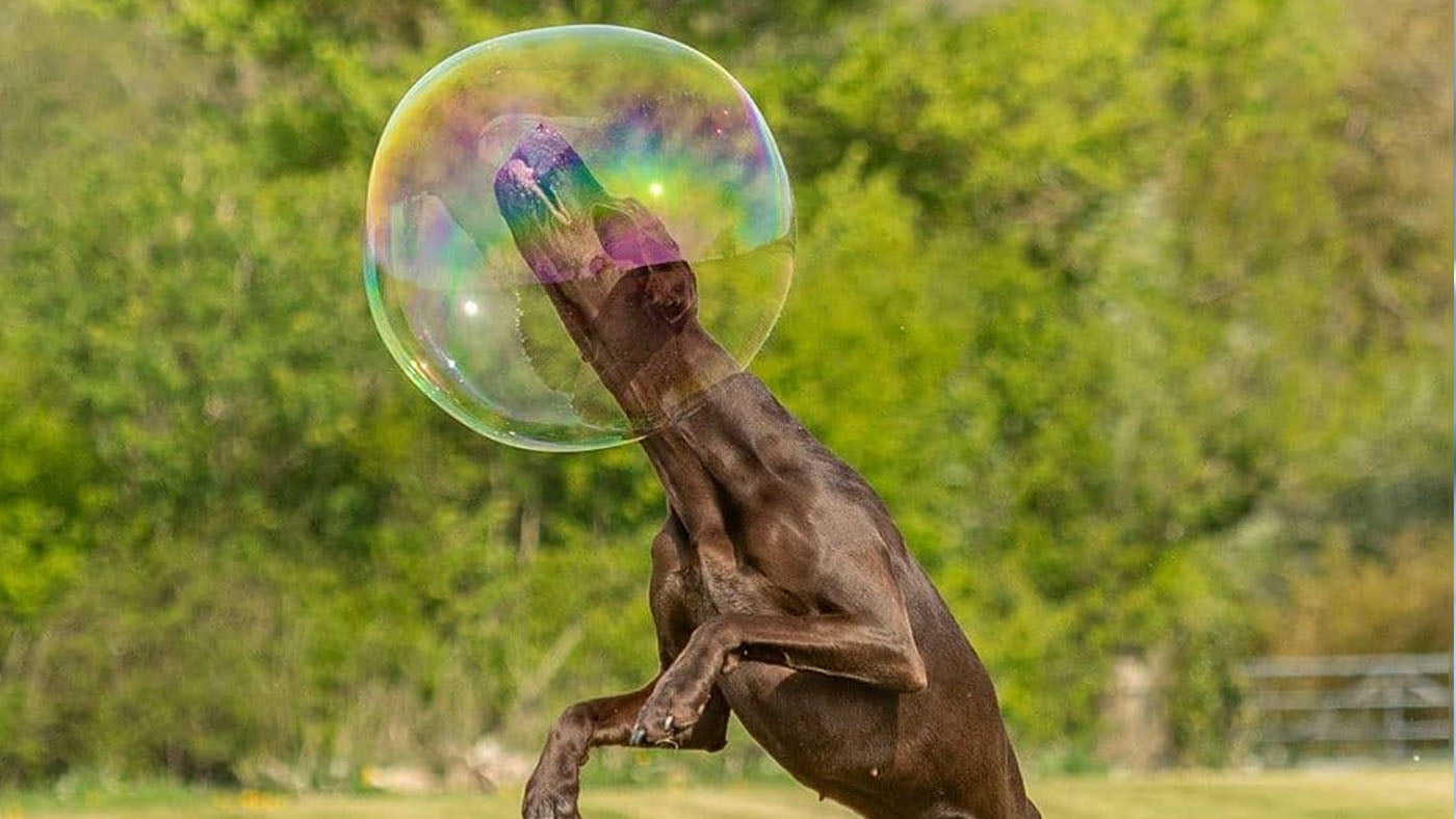 Bubbles for Pets